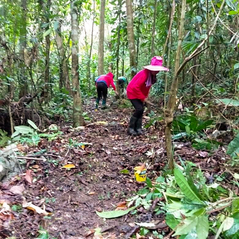 SMC forest rehab program now at 3.8 million trees planted - People's Domain